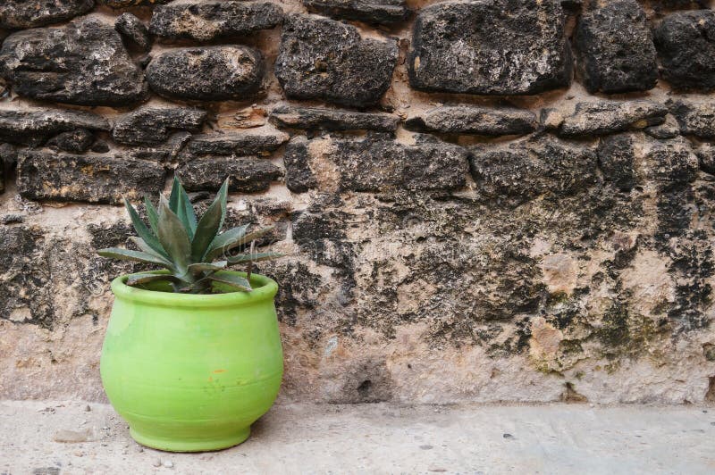 Green Pot and Tree at Mazagan Fortress Wall, El-Jadida Stock Image ...