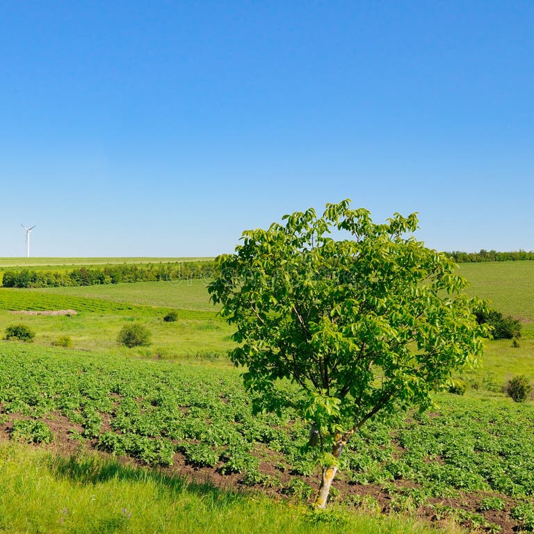 Green Potato Field and Walnut Tree in the Foreground Stock Photo ...
