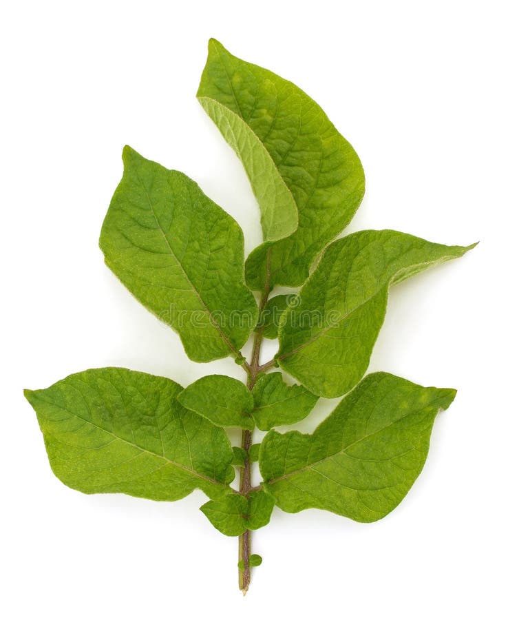 Green potato leaves stock photo. Image of summer, growth - 271770532