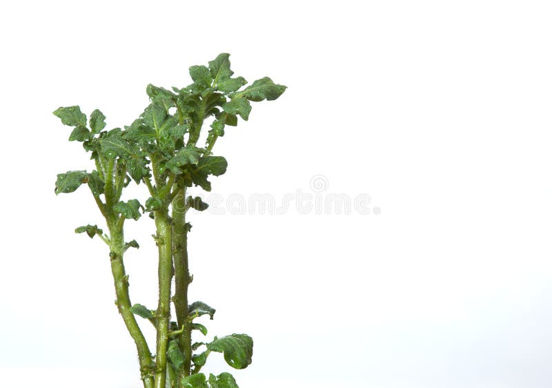 Green potato sprouts stock photo. Image of summer, abstract - 68304978
