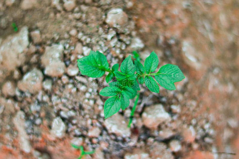Green Potato Tree Growing from the Ground. Close-up Shot Stock Image ...