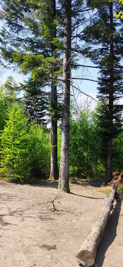 Dust in the conifer forest stock photo. Image of green - 248895414