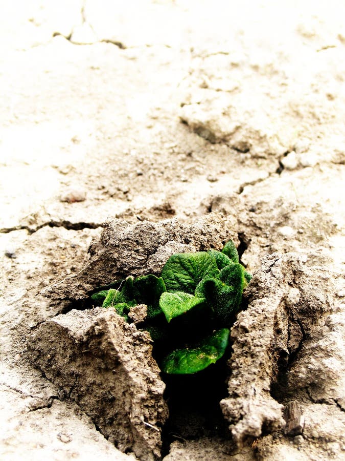 22,311 Green Leaf Power Plant Stock Photos - Free & Royalty-Free Stock ...