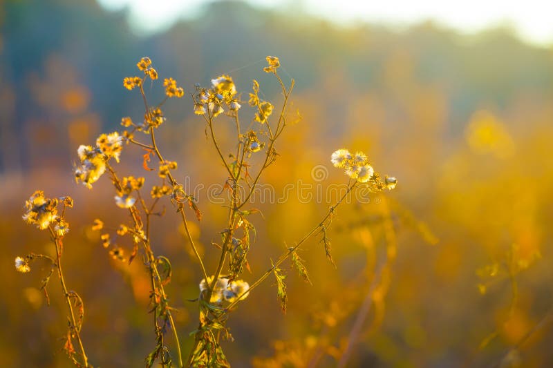Green Prairie Grass in Light of Evening Sun Stock Image - Image of ...