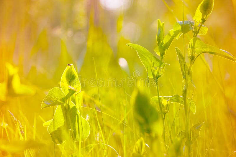Green Prairie Grass in Light of Sun Stock Photo - Image of prairie ...