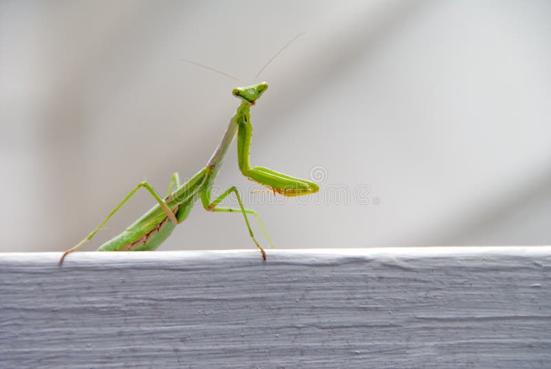 Green praying mantis stock photo. Image of mantis, side - 6484394