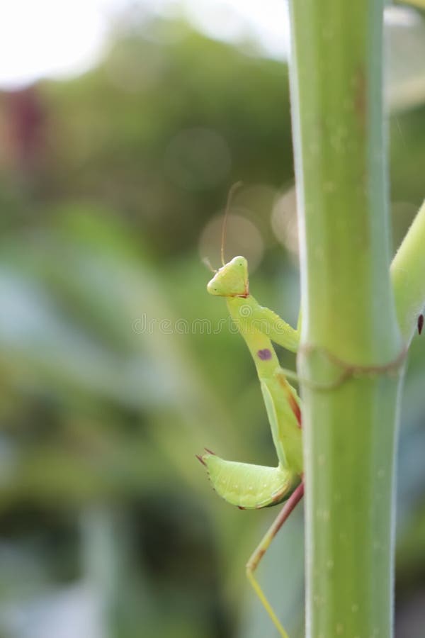 Green praying mantis stock image. Image of entomology - 239782929