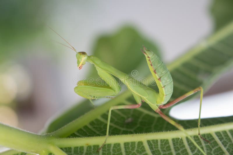 Green praying mantis stock image. Image of garden, wild - 239782949