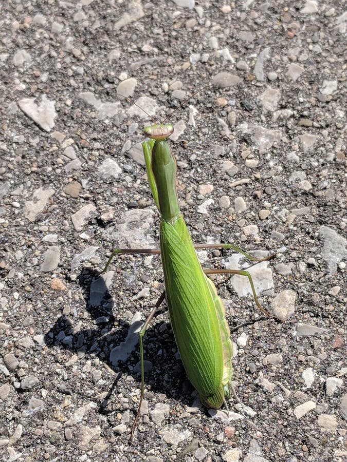 Green Praying Mantis Crossing a Road Stock Image - Image of green ...