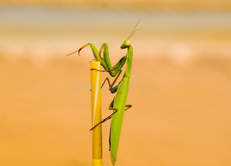 Green Praying Mantis on a Drinking Straw. Mantis Religiosa Stock Image ...