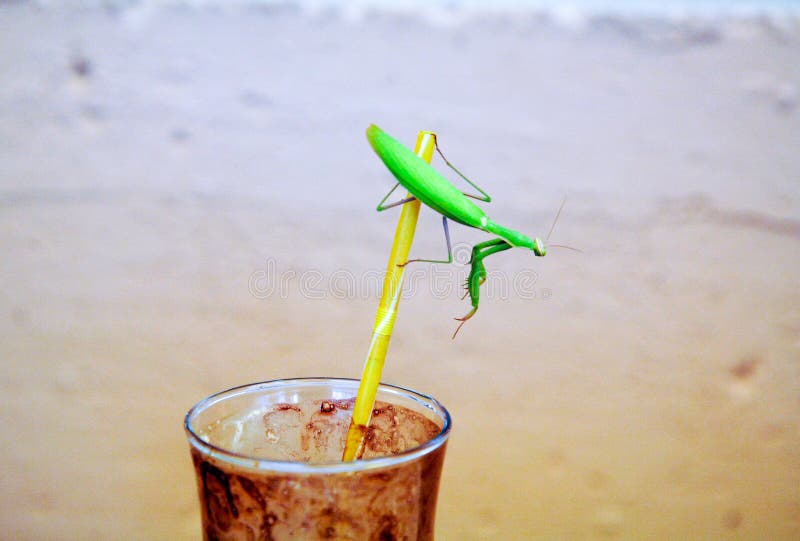 Green Praying Mantis on a Drinking Straw. Mantis Religiosa Stock Photo ...