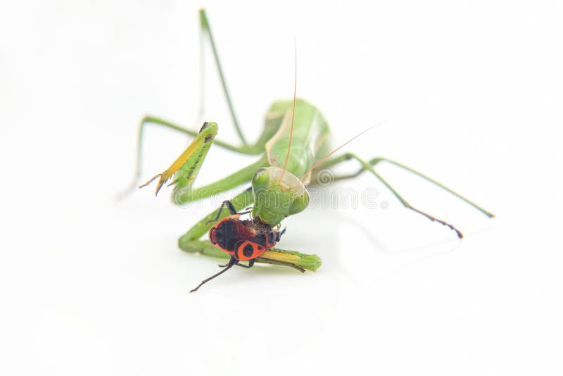 Green Praying Mantis Eats a Beetle on a White Background Close-up ...