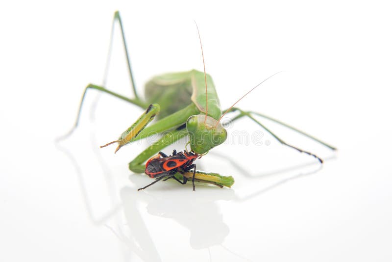 Green Praying Mantis Eats a Beetle on a White Background Close-up ...