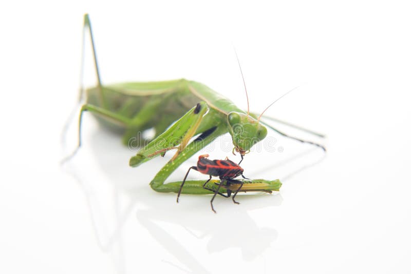 Green Praying Mantis Eats a Beetle on a White Background Close-up ...