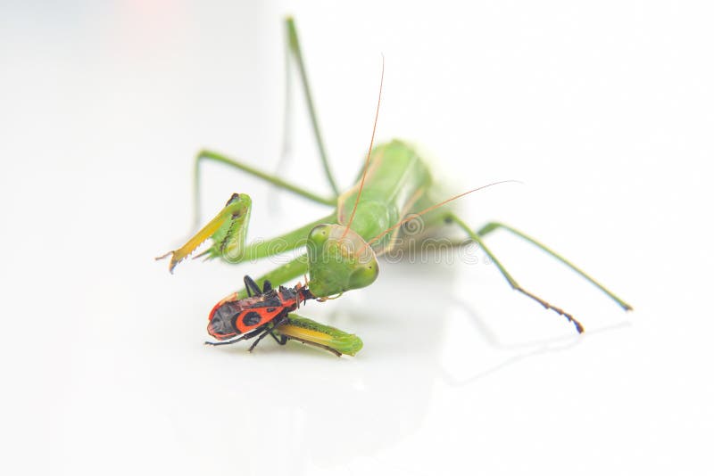 Green Praying Mantis Eats a Beetle on a White Background Close-up ...