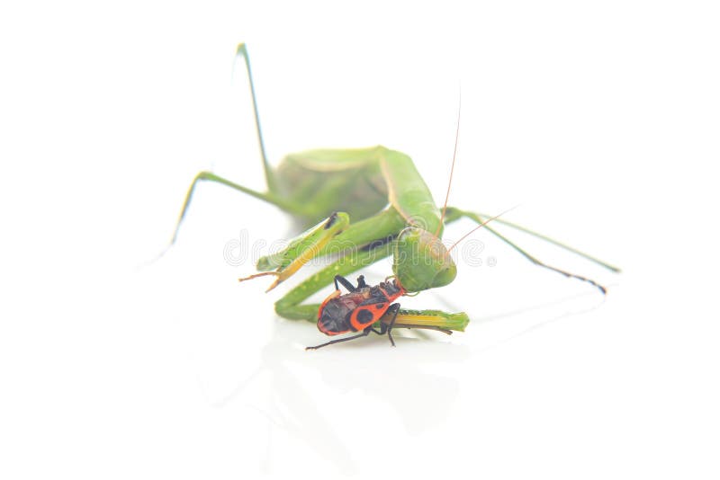 Green Praying Mantis Eats a Beetle on a White Background Close-up ...