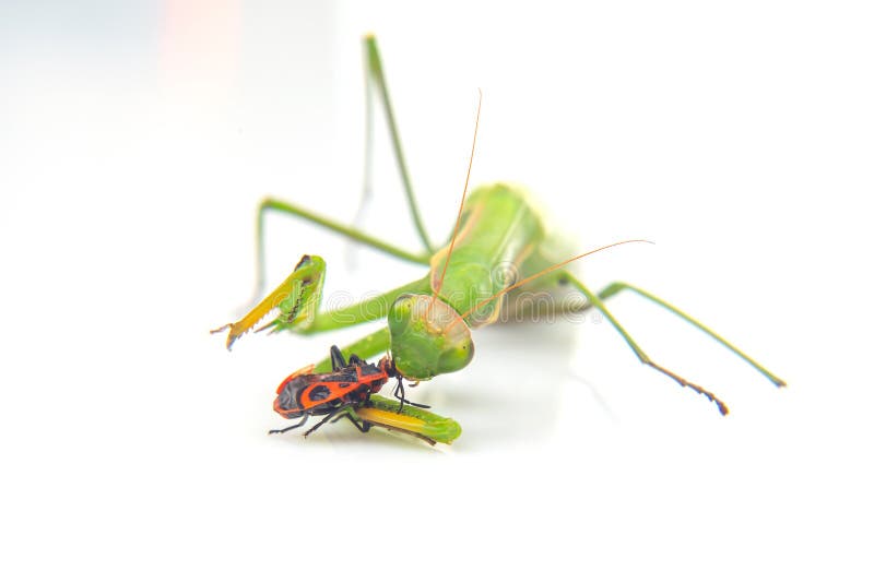 Green Praying Mantis Eats a Beetle on a White Background Close-up ...