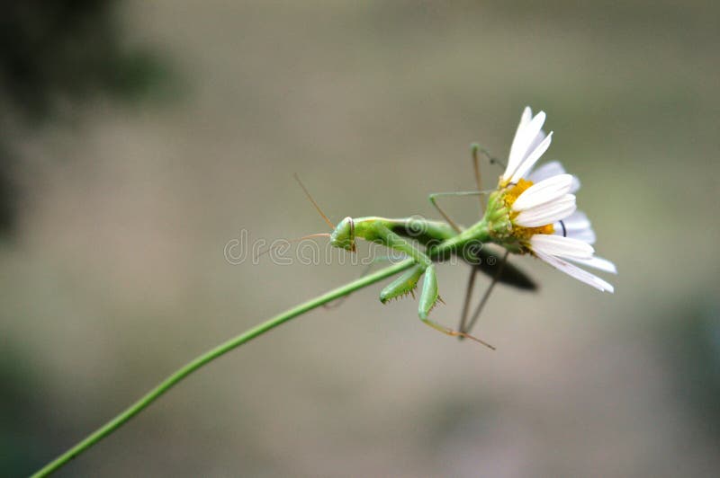 Green Praying Mantis on Flower Stock Photo - Image of blossom, mantis ...