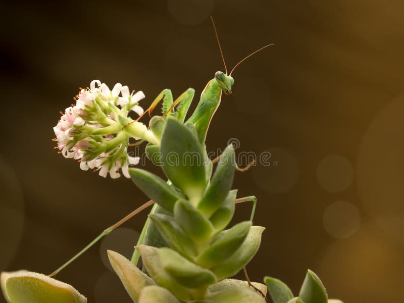 Green Praying Mantis and Red Ladybug on the Blossom Plant Stock Image ...