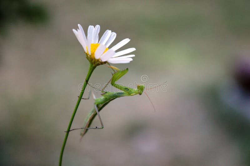 Green Praying Mantis on Flower Stock Image - Image of nature, green ...