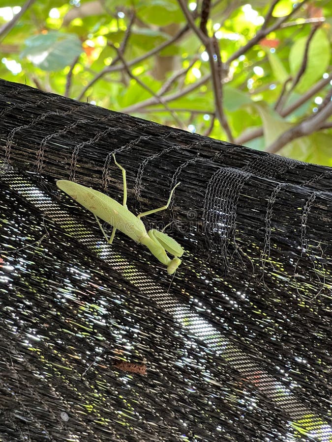 Green Praying Mantis in the Garden Stock Photo - Image of white ...