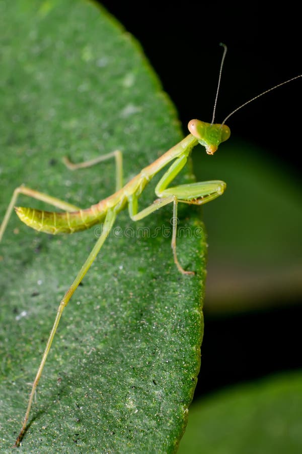 Praying Mantis Insect on the Green Leaf of Plant. these Insects Used As ...