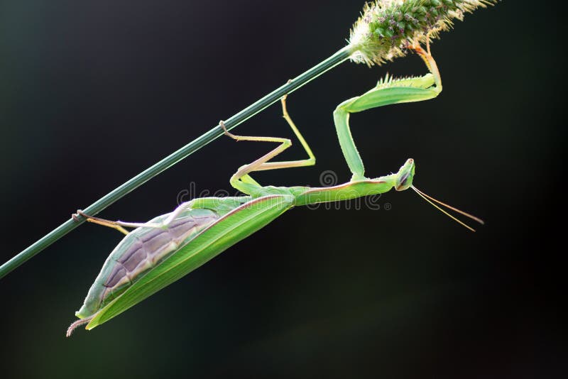Praying Mantis on Dark Background Stock Photo - Image of nature, macro ...