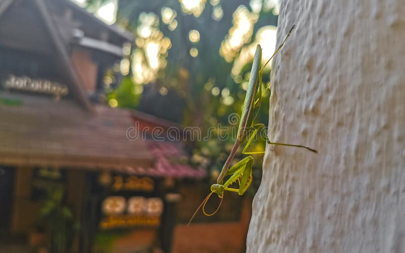 Green Praying Mantis Insect Sitting on a White Wall Mexico Stock Image ...