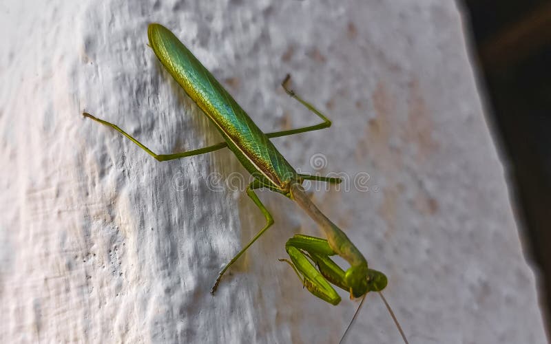 Green Praying Mantis Insect Sitting on a White Wall Mexico Stock Photo ...
