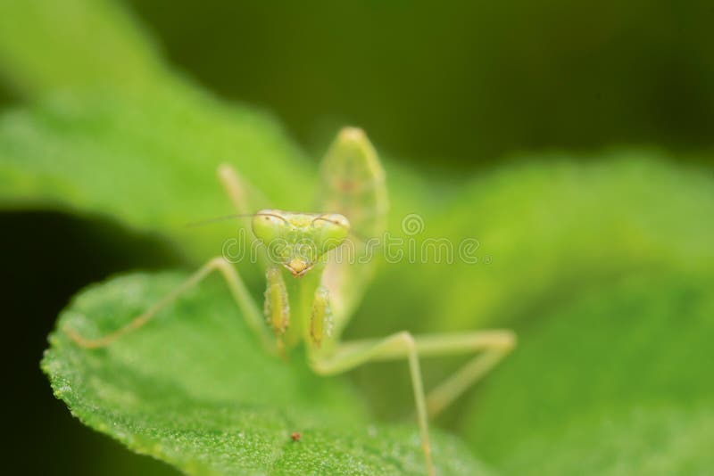 Green Praying Mantis on the Leaf Facing Front. Stock Photo - Image of ...