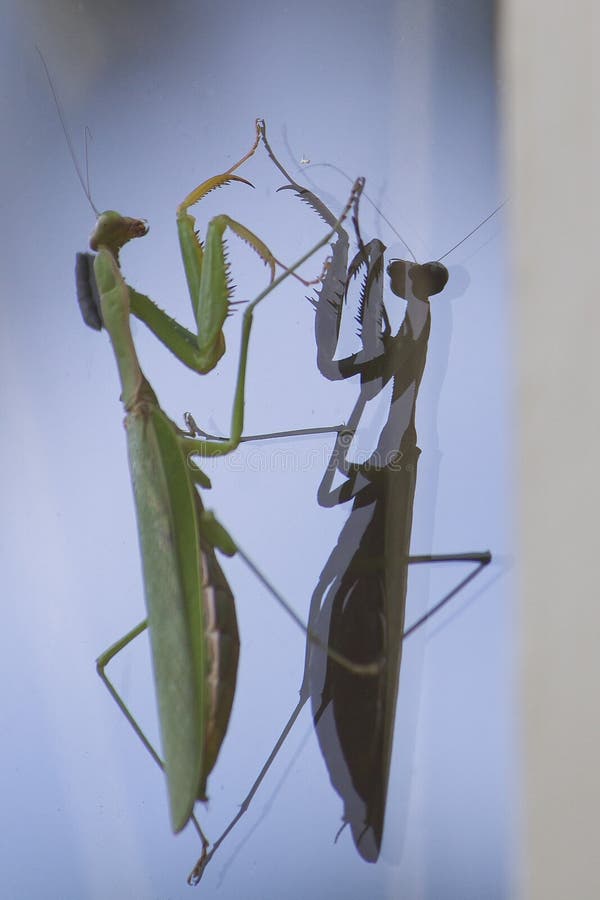 Alien Looking Insects Stock Photos - Free & Royalty-Free Stock Photos ...