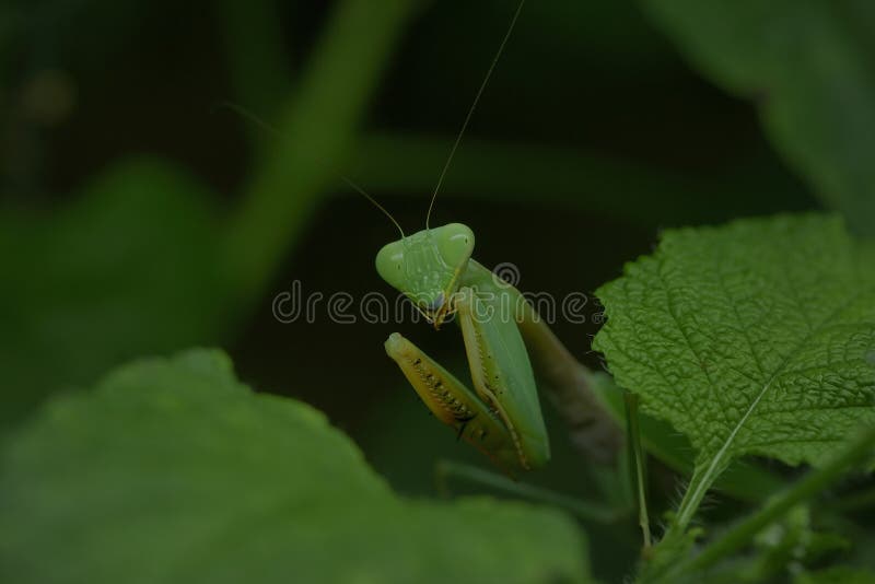 Mantis Body Content Creator Stock Photos - Free & Royalty-Free Stock ...