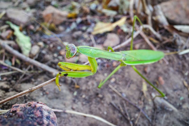 Praying mantis in Autumn stock photo. Image of autumn - 259661204