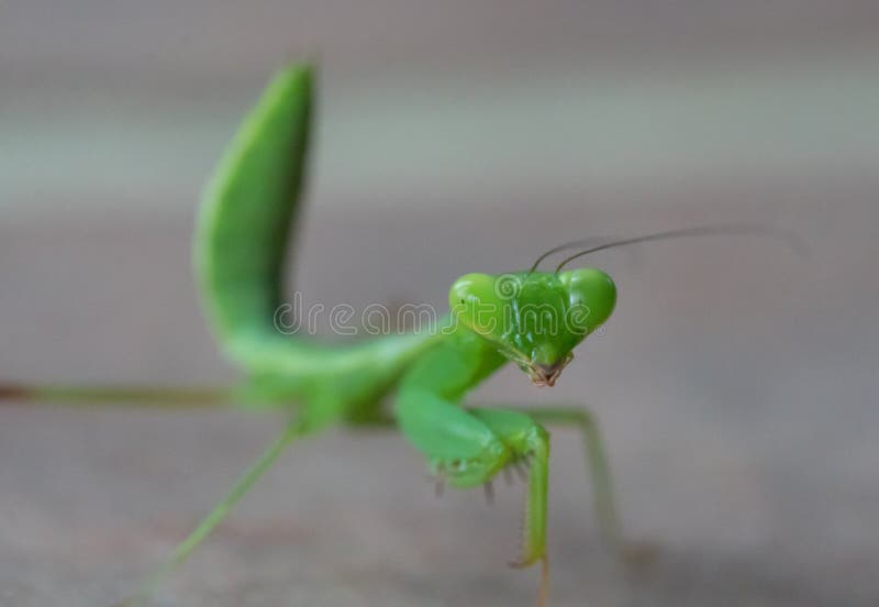 Green Praying Mantis Over Gray Blurred Background Stock Photo - Image ...
