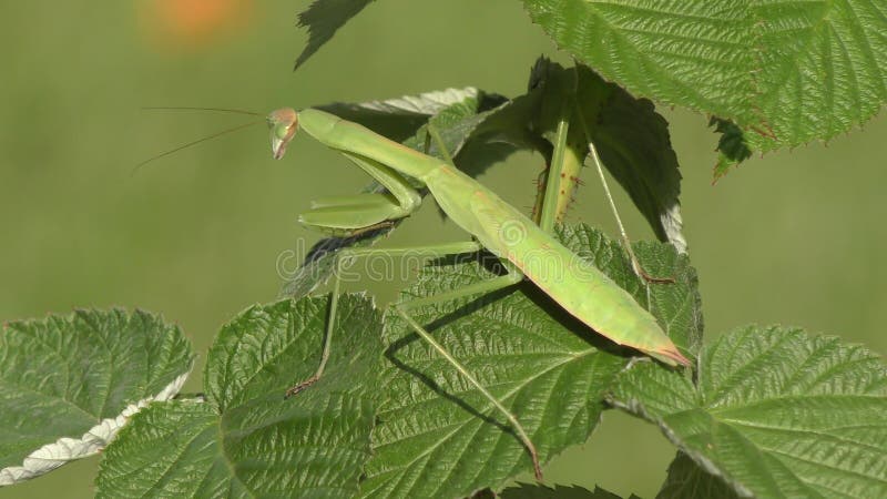 Praying Mantis or Grasshoppers on Green Leaves are Looking for or ...