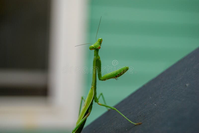 Green Praying Mantis on Railing Stock Image - Image of folded, forearms ...