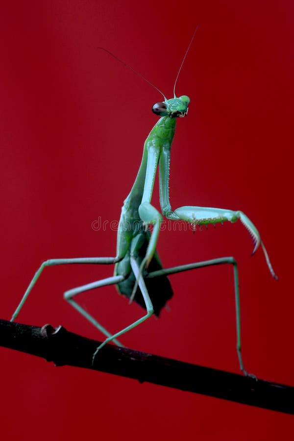 Green Praying Mantis on Red Background Stock Image - Image of creature ...
