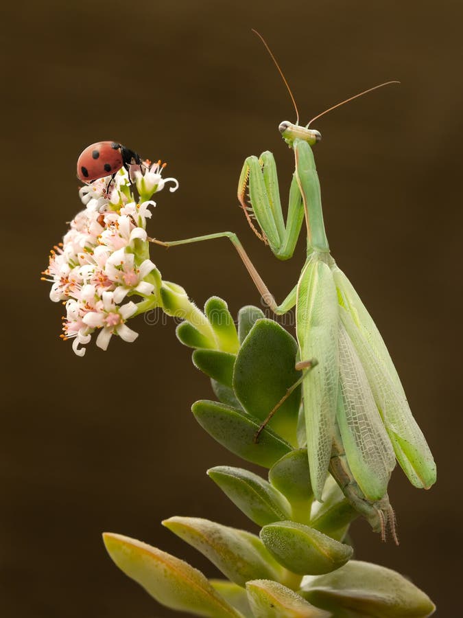 Green Praying Mantis and Red Ladybug on the Blossom Plant Stock Image ...