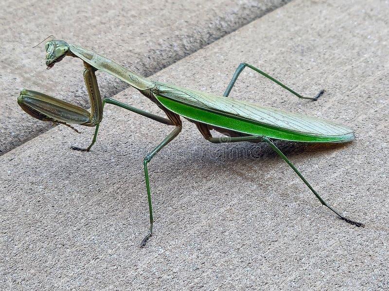 Close-up of a Praying Mantis on Wood Stock Image - Image of wild ...