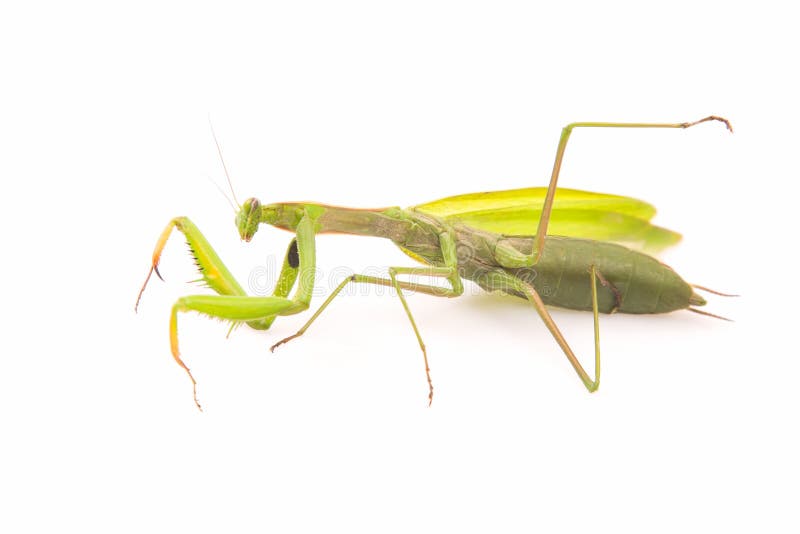 Green Praying Mantis Sits on a White Background. Insect Predator Stock ...