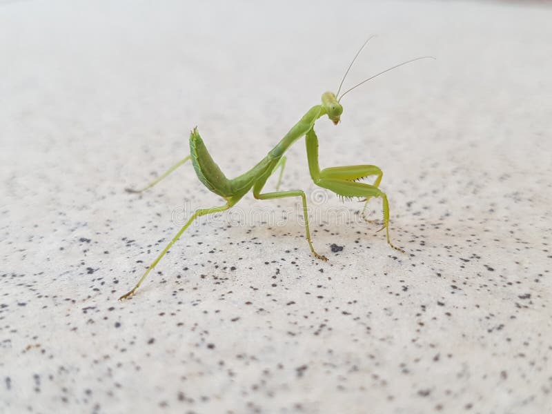 Green Praying Mantis Standing on a Light Speckled Surface Stock Photo ...