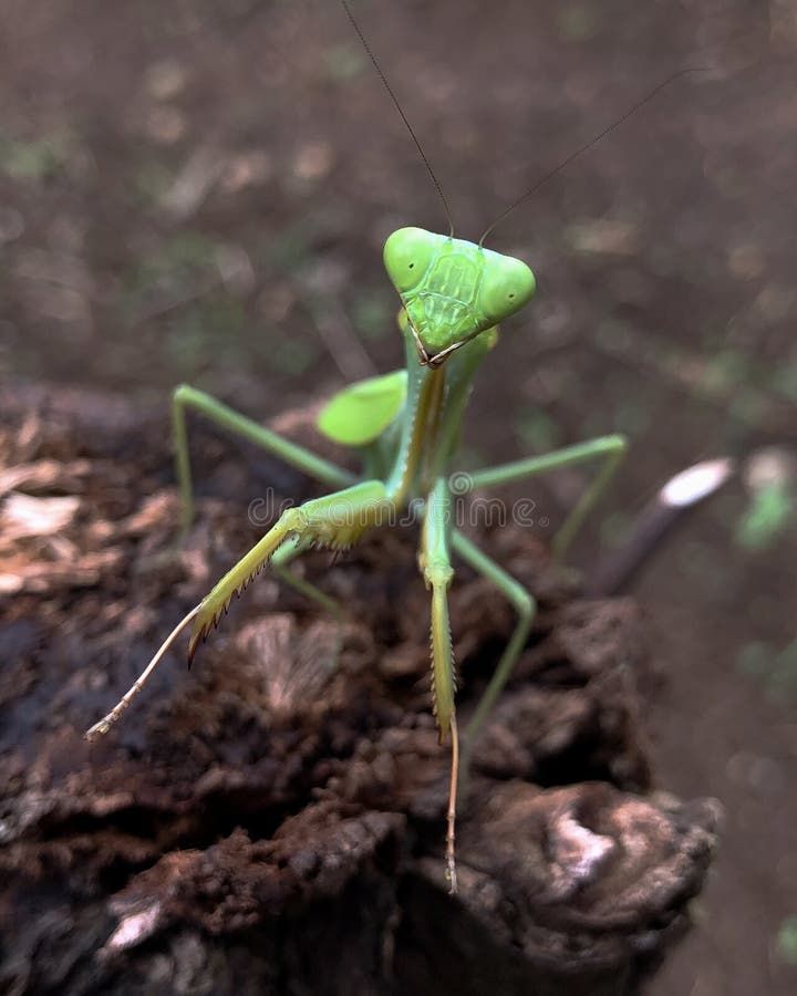 Green praying mantis stock photo. Image of normal, ancient - 211267674