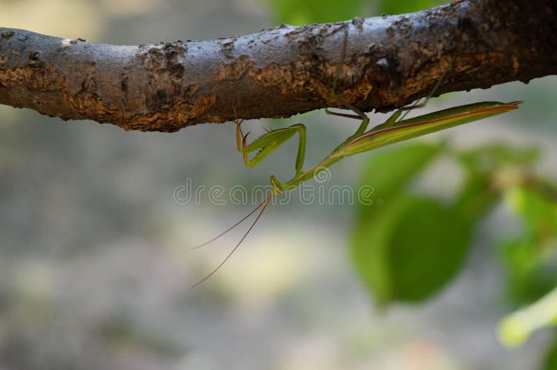 Green Praying Mantis on a Tree Branch Stock Photo - Image of arthropod ...