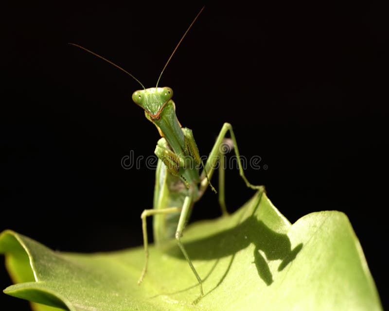 Green Mentis Stock Photos - Free & Royalty-Free Stock Photos from ...