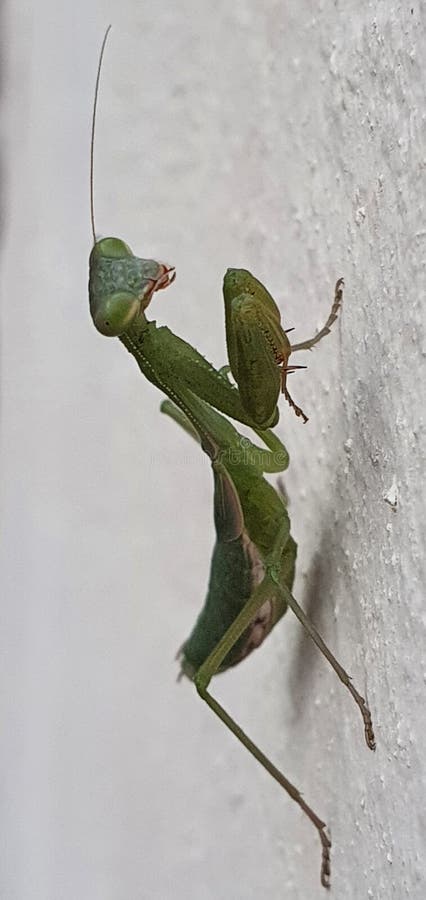 Green Praying mantis Zoom stock photo. Image of animal - 193393062
