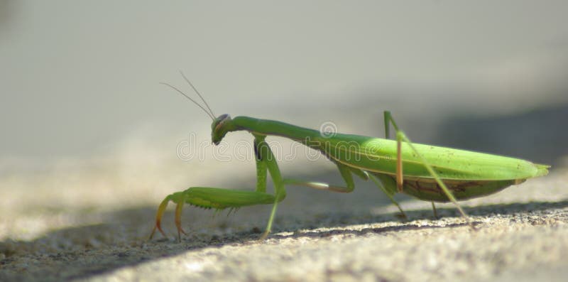 Common Mantis (Mantis Religiosa) on a Stone Surface . Stock Image ...