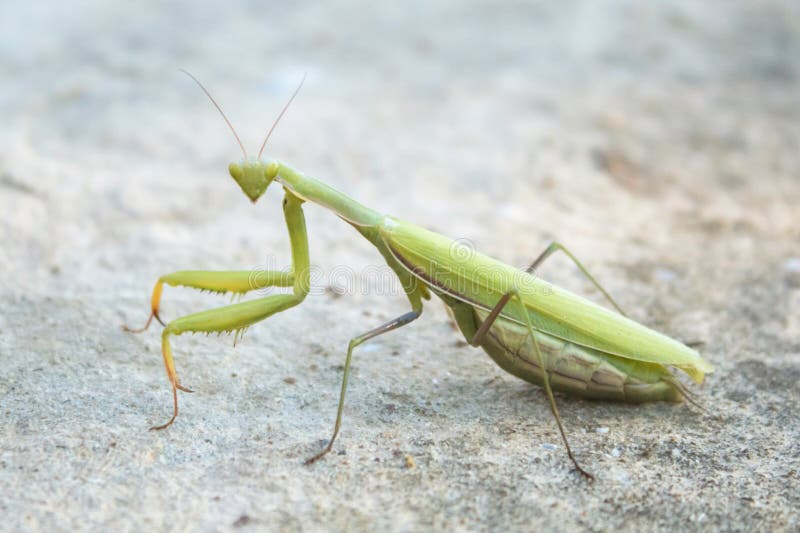 Green mantis in the wild stock photo. Image of predator - 125751086