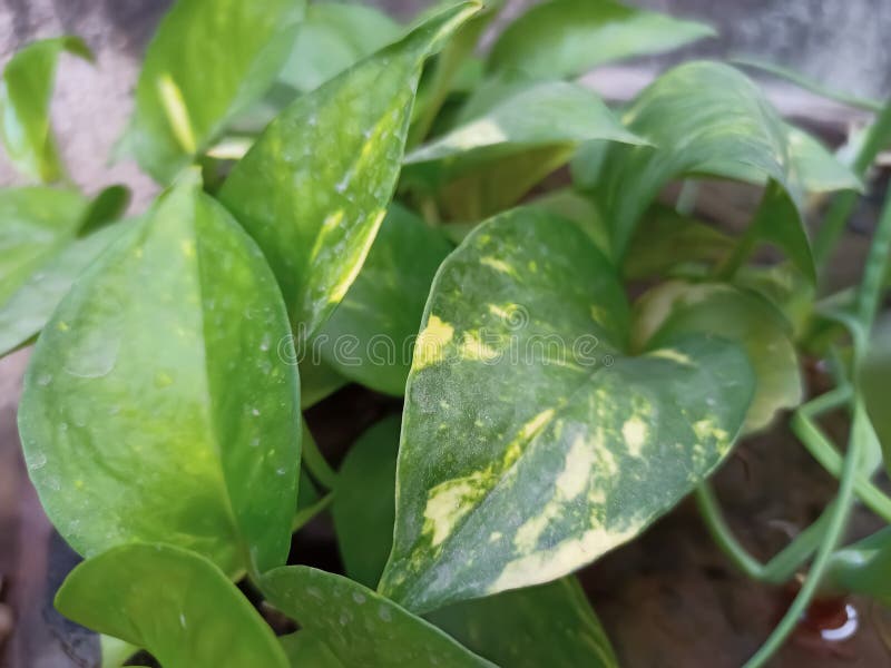 Green and Pretty Yellowish Color Leaf. Stock Photo - Image of leaf ...