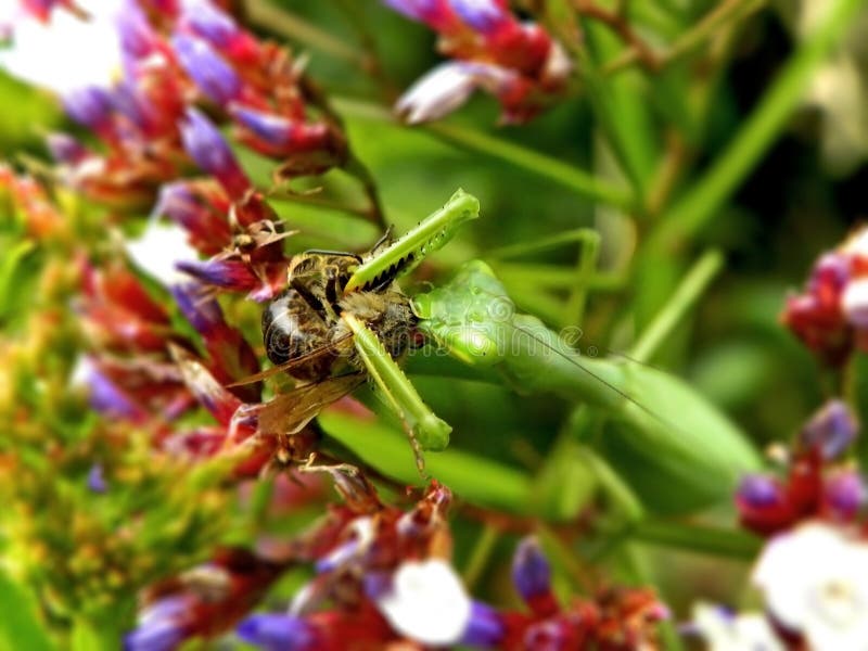 Green Prey Mantis stock photo. Image of insects, bees - 37812554