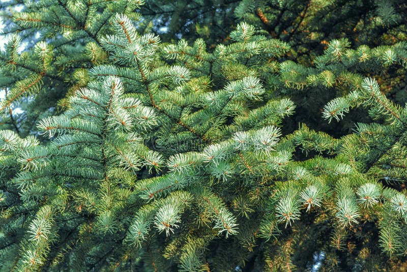 Green Prickly Branches of Fir-tree, Pine or Spruce Tree Stock Photo ...